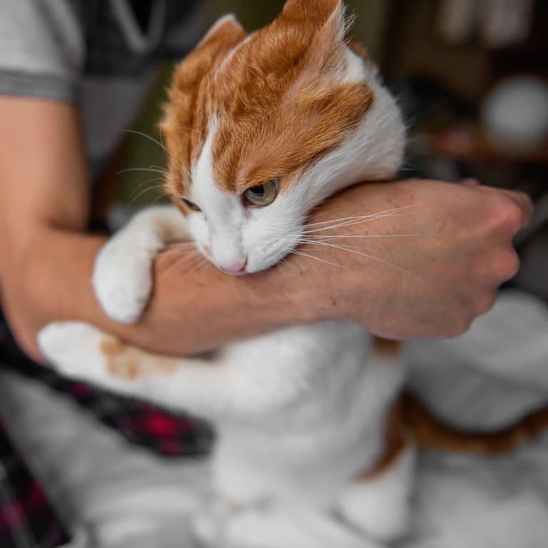 Spiritual Meaning of a Cat Attacking You in a Dream - Awakening State