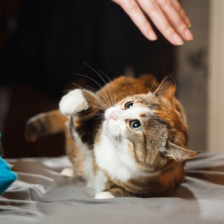 Spiritual Meaning of a Cat Attacking You in a Dream - Awakening State