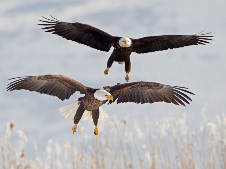 Two Eagles Flying Together: Spiritual Meaning + 3, 4, 5 - Awakening State