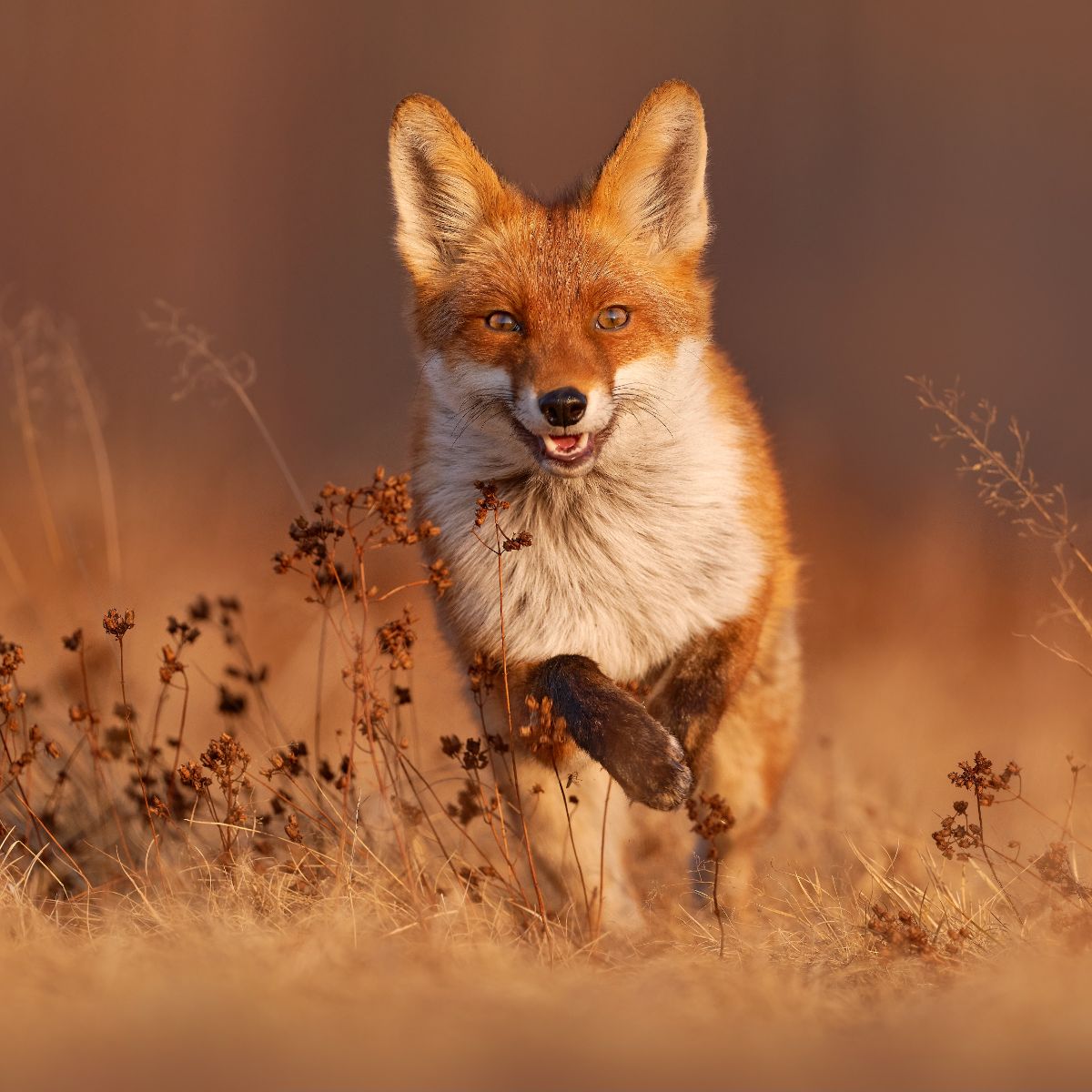 seeing-a-fox-during-the-day-spiritual-meaning-awakening-state