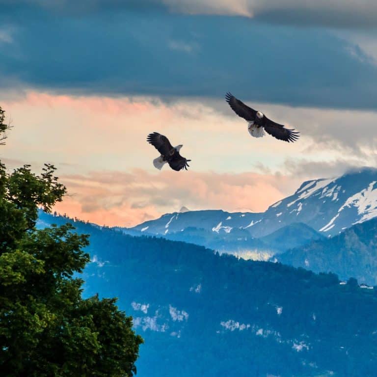 Two Eagles Flying Together: Spiritual Meaning + 3, 4, 5 - Awakening State