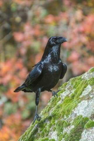 Crow Cawing In The Morning: spiritual meaning - Awakening State