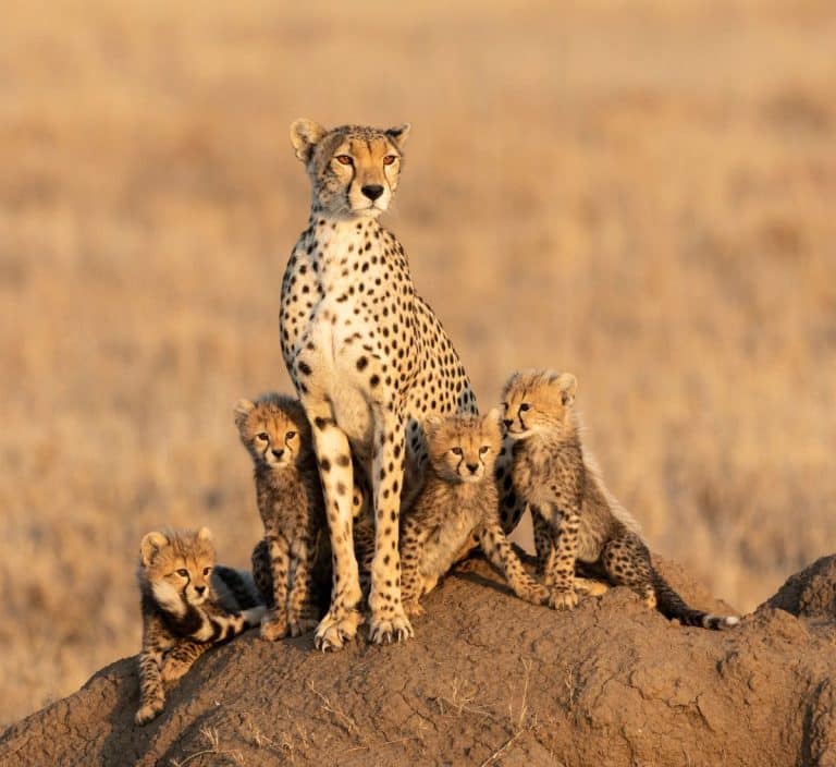 Cheetah Spiritual Meaning Awakening State cheetah-spiritual-meaning-awakening-state