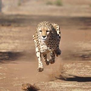 Cheetah: spiritual meaning - Awakening State