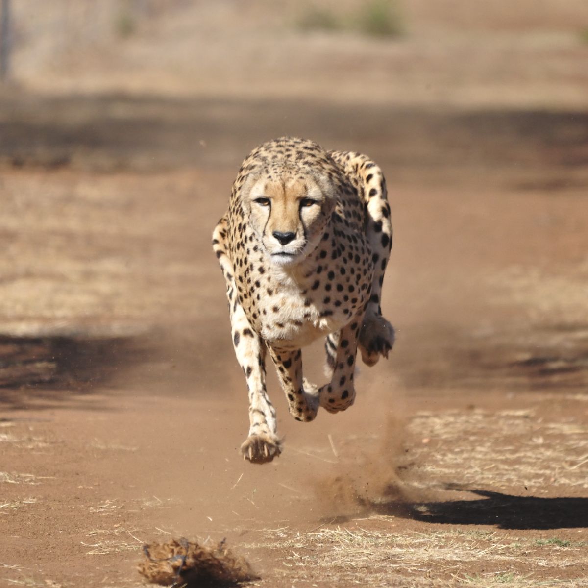 Cheetah Spiritual Meaning Awakening State cheetah-spiritual-meaning-awakening-state