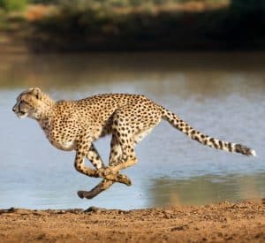 Cheetah: spiritual meaning - Awakening State