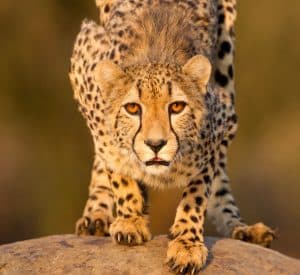 Cheetah: spiritual meaning - Awakening State