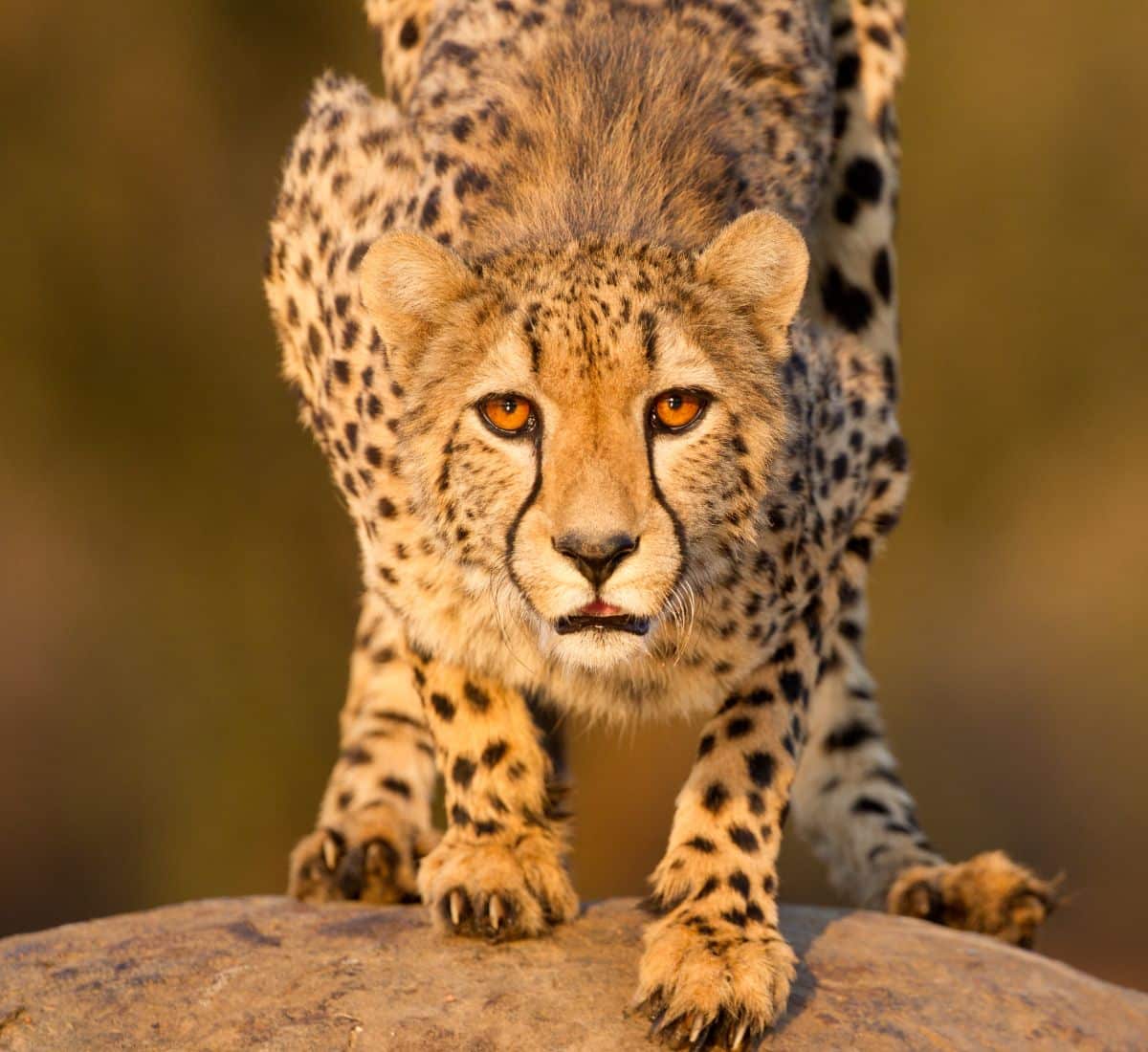 Cheetah Spiritual Meaning Awakening State cheetah-spiritual-meaning-awakening-state