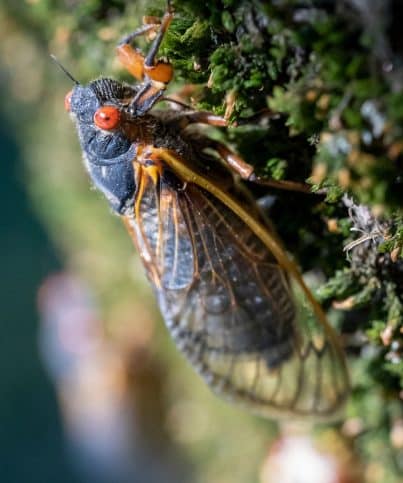 Cicada: spiritual meaning - Awakening State