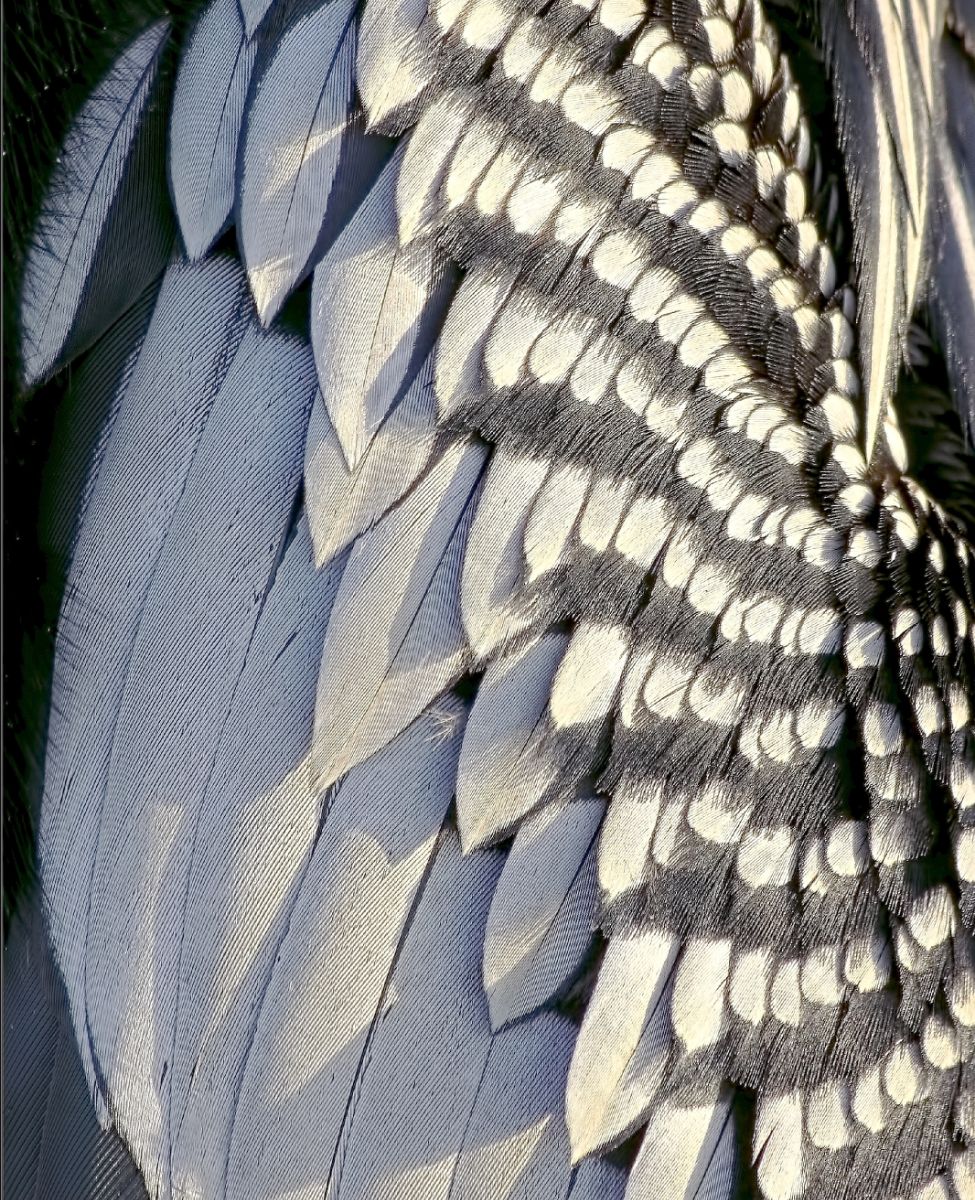 Gray Feather - Spiritual Meaning - Awakening State