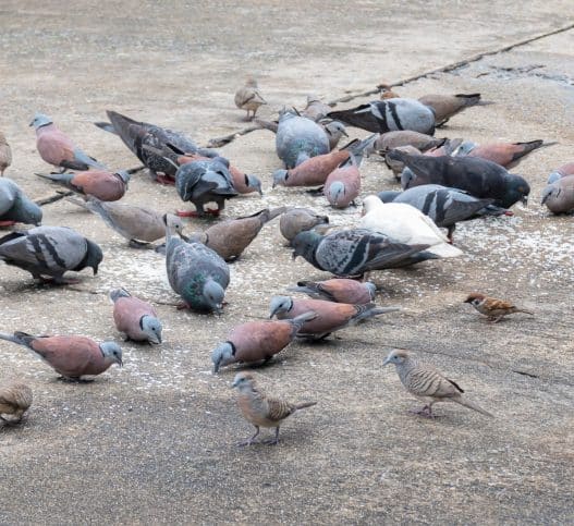 What Does it Mean When a Grey Dove Visits You? 2, 3, 4 - Awakening State