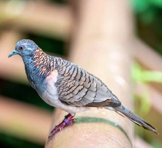 What Does it Mean When a Grey Dove Visits You? 2, 3, 4 - Awakening State