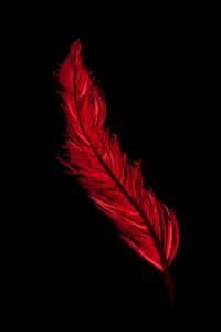 What is the Spiritual Meaning of Red Feather? + Bible - Awakening State