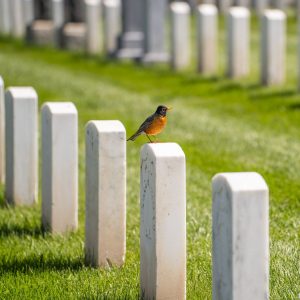 Red Robin (bird): Spiritual Meaning - Awakening State