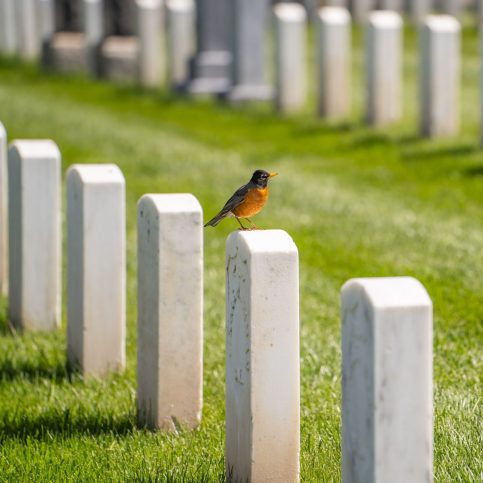 Red Robin (bird): Spiritual Meaning - Awakening State