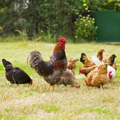 Rooster: Spiritual Meaning - Awakening State