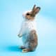 Spiritual meaning of running over a Rabbit - Awakening State