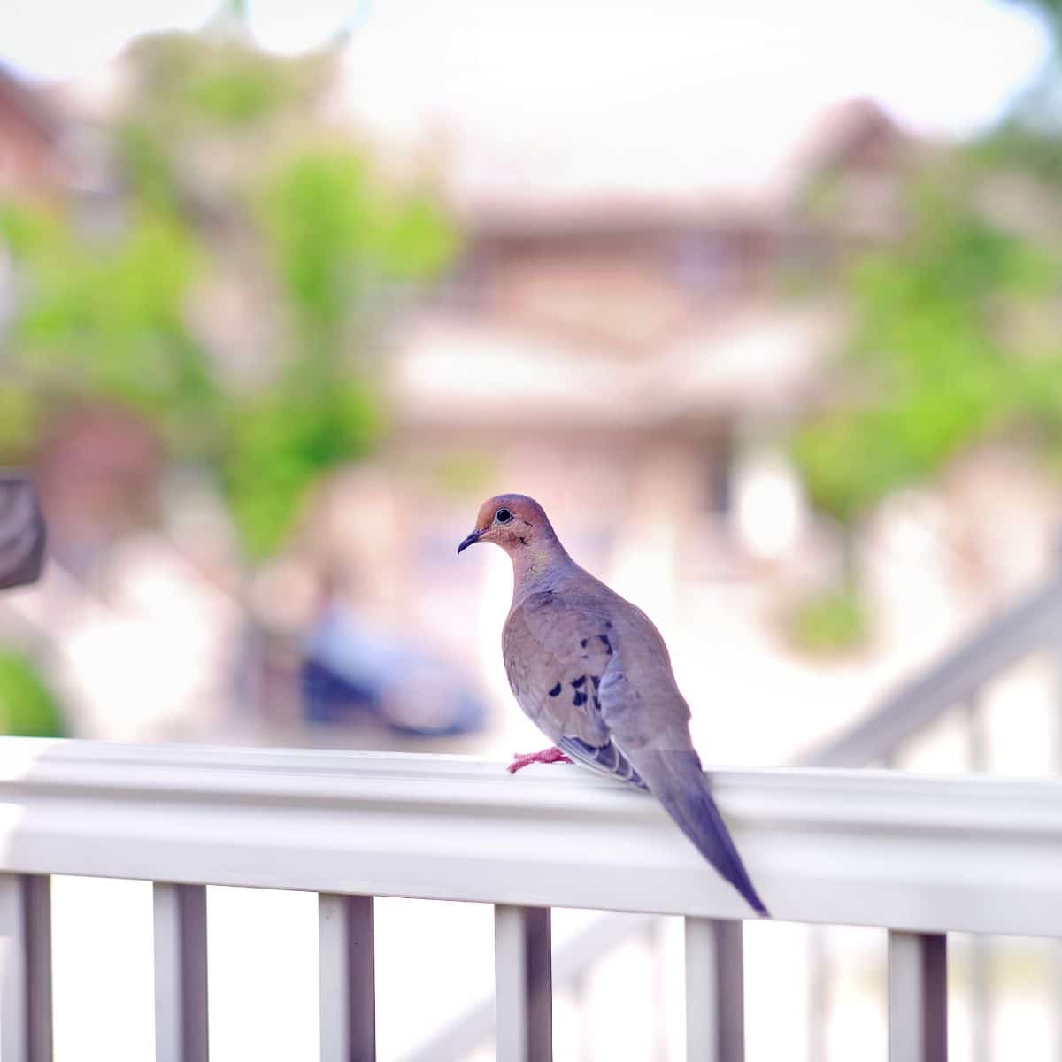 What Does It Mean When A Grey Dove Visits You 2 3 4 Awakening State what-does-it-mean-when-a-grey-dove-visits-you-2-3-4-awakening-state