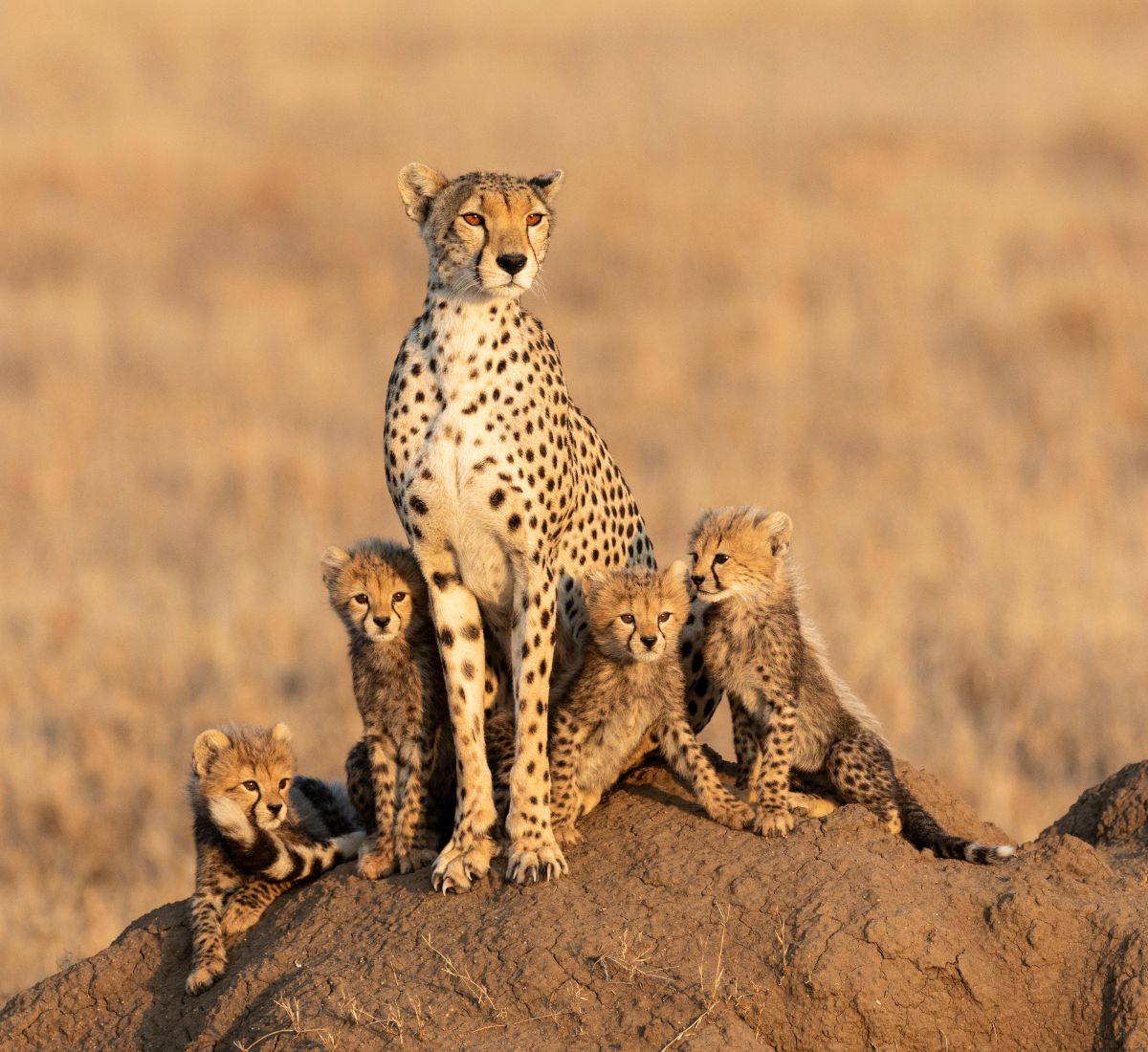 Cheetah Spiritual Meaning Awakening State cheetah-spiritual-meaning-awakening-state