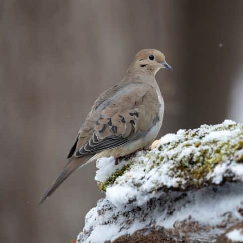 What Does it Mean When a Grey Dove Visits You? 2, 3, 4 - Awakening State