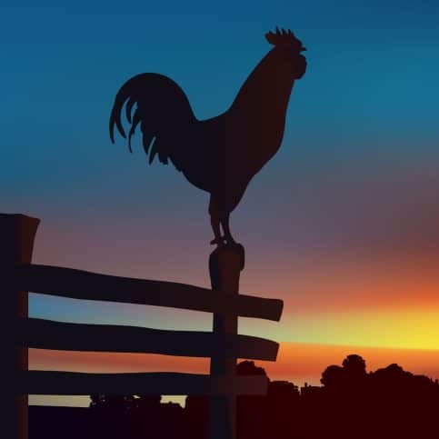 Rooster: Spiritual Meaning - Awakening State