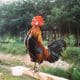 Rooster: spiritual meaning - Awakening State