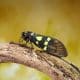 Cicada: spiritual meaning - Awakening State