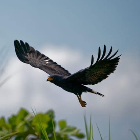 The Meaning Of Finding A Hawk Feather - Awakening State