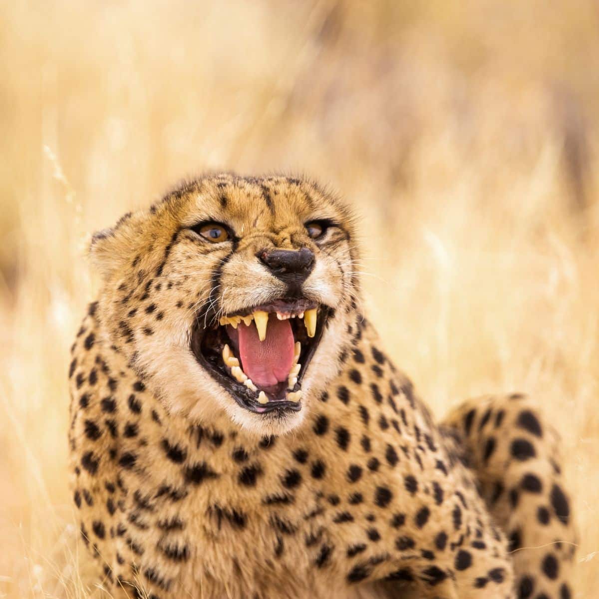 Cheetah Spiritual Meaning Awakening State cheetah-spiritual-meaning-awakening-state