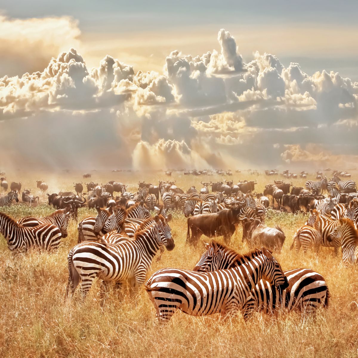 Spiritual Meaning Of Zebra Awakening State spiritual-meaning-of-zebra-awakening-state