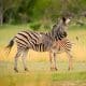 Spiritual Meaning of Zebra - Awakening State