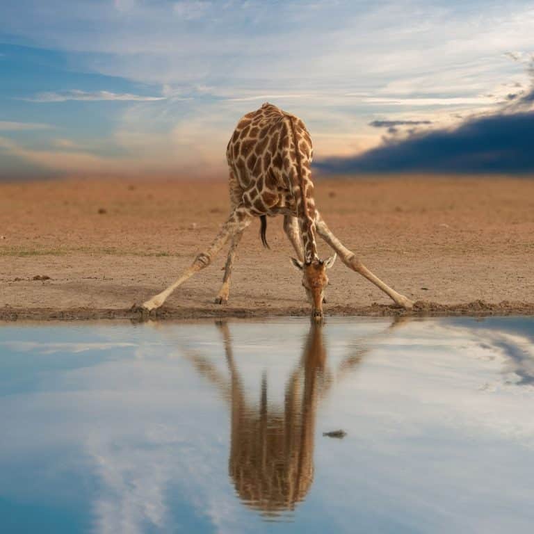 Spiritual Meaning of Giraffe - Awakening State