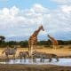 Spiritual Meaning of Giraffe - Awakening State