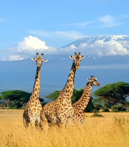 Spiritual Meaning of Giraffe - Awakening State