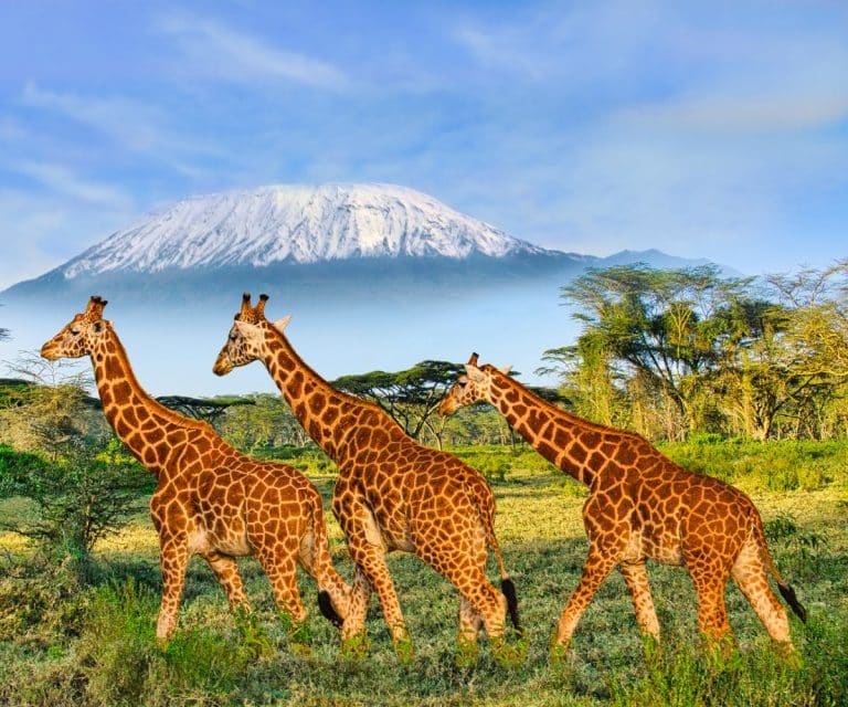 Spiritual Meaning of Giraffe - Awakening State