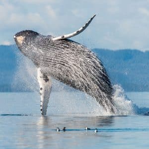 Whale: Spiritual Meaning - Awakening State