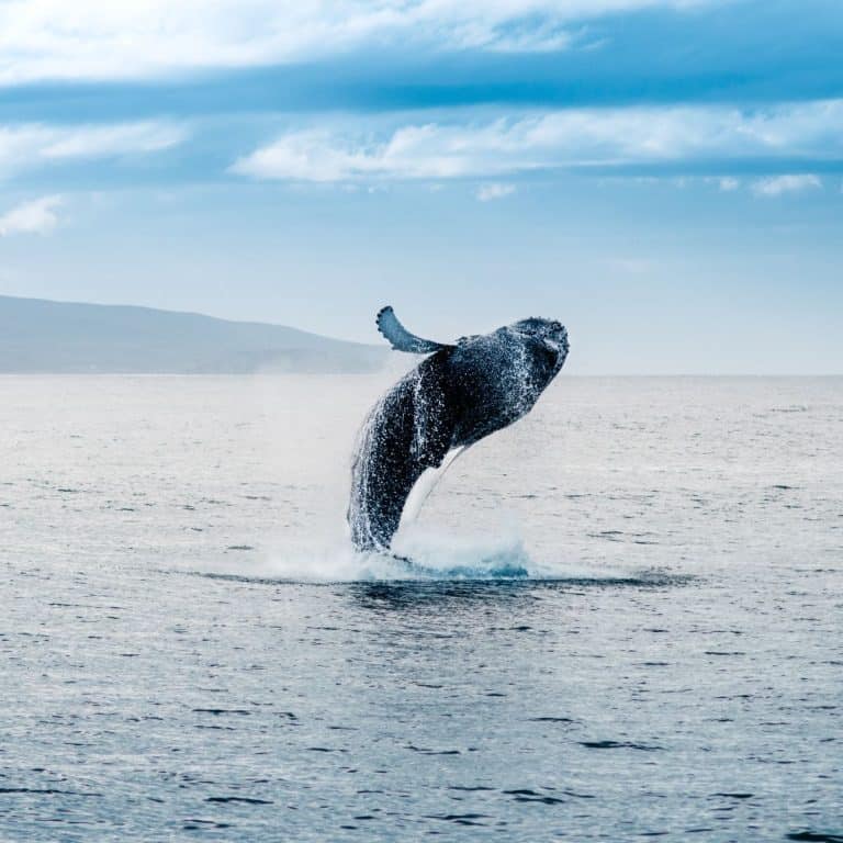 Whale: Spiritual Meaning - Awakening State