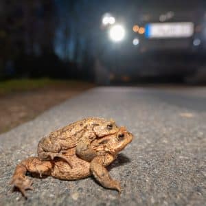 Toad - Spiritual Meanings & Symbolism + Dream - Awakening State