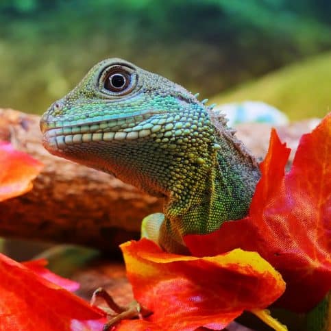 Spiritual Meaning of Lizards | Symbolism of Seeing a Lizard - Awakening ...