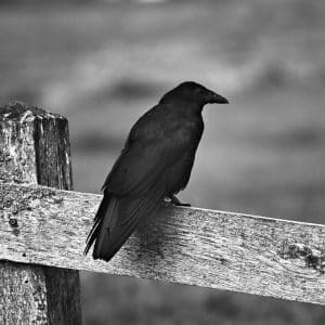 Single Black Crow: meaning - Awakening State