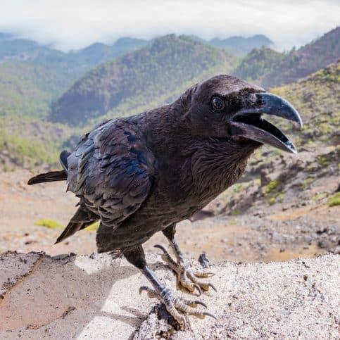 Single Black Crow: meaning - Awakening State