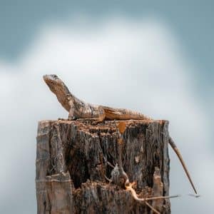 Spiritual Meaning of Lizards | Symbolism of Seeing a Lizard - Awakening ...