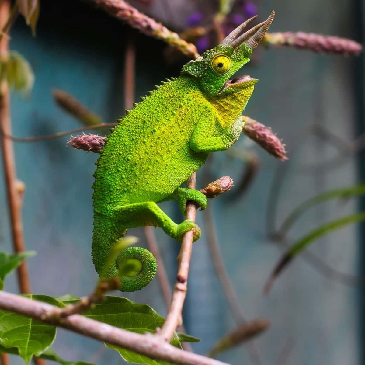 Spiritual Meaning of Lizards | Symbolism of Seeing a Lizard - Awakening ...