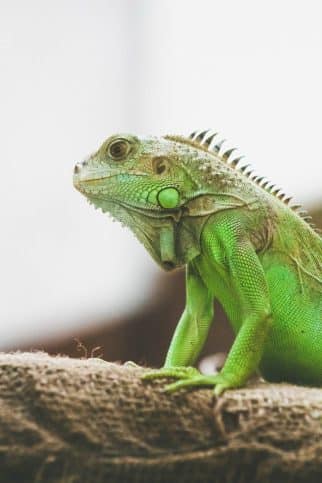 Spiritual Meaning of Lizards | Symbolism of Seeing a Lizard - Awakening ...