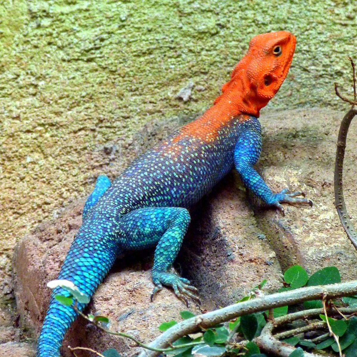 Spiritual Meaning of Lizards | Symbolism of Seeing a Lizard - Awakening ...