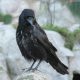 Crow Cawing In The Morning: spiritual meaning - Awakening State
