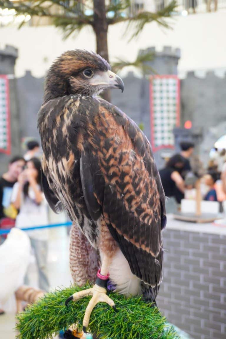 Spiritual meaning of a HAWK flying over you - Awakening State