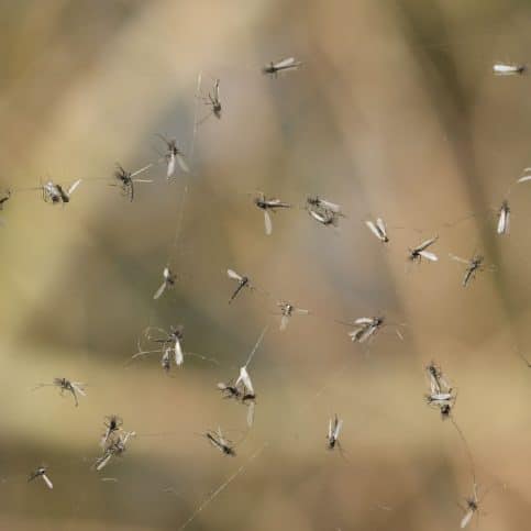 Gnats Spiritual Meaning - Awakening State
