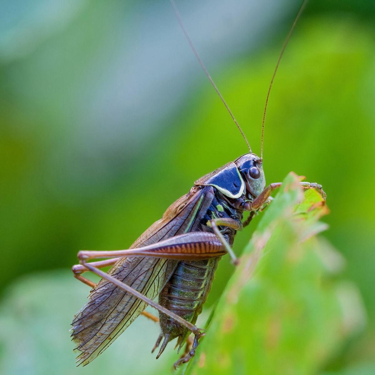 The Spiritual Meaning of Finding a Grasshopper in Your Path - Awakening ...