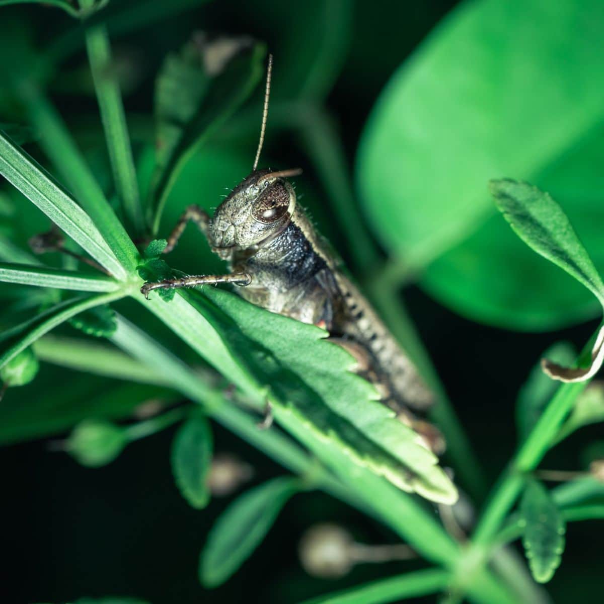 The Spiritual Meaning of Finding a Grasshopper in Your Path - Awakening ...